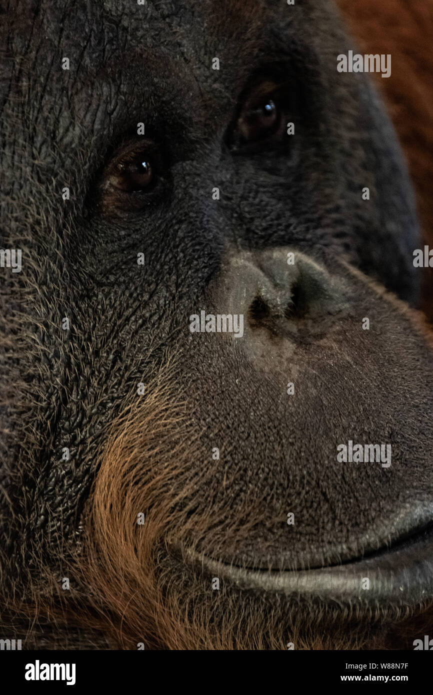 Cute old male orangutan ape portrait Stock Photo - Alamy