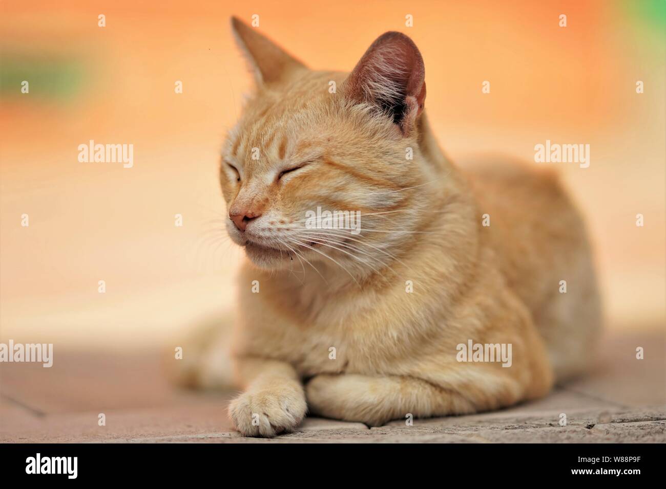 happy ginger cat rest outdoor, relaxation domestic animals Stock Photo ...