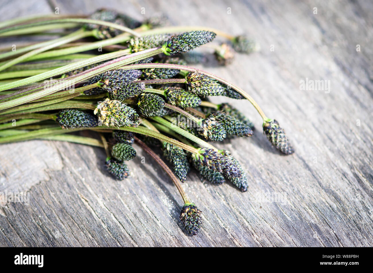 detail of plantain image background Stock Photo - Alamy