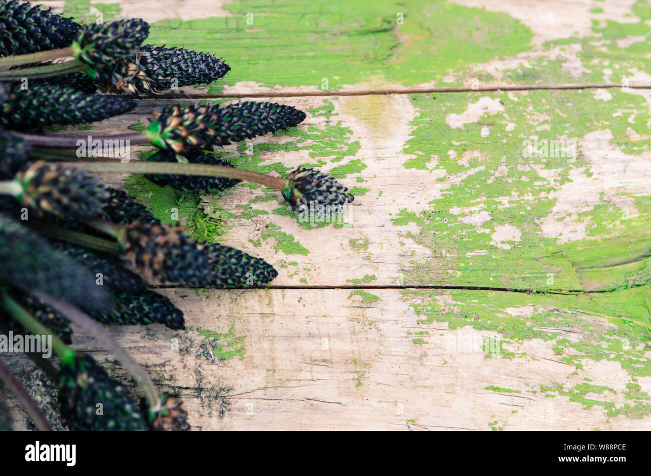 detail of plantain image background Stock Photo - Alamy