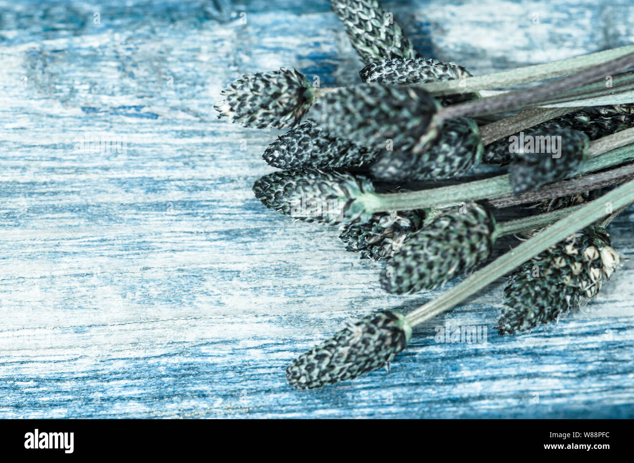 detail of plantain image background Stock Photo - Alamy