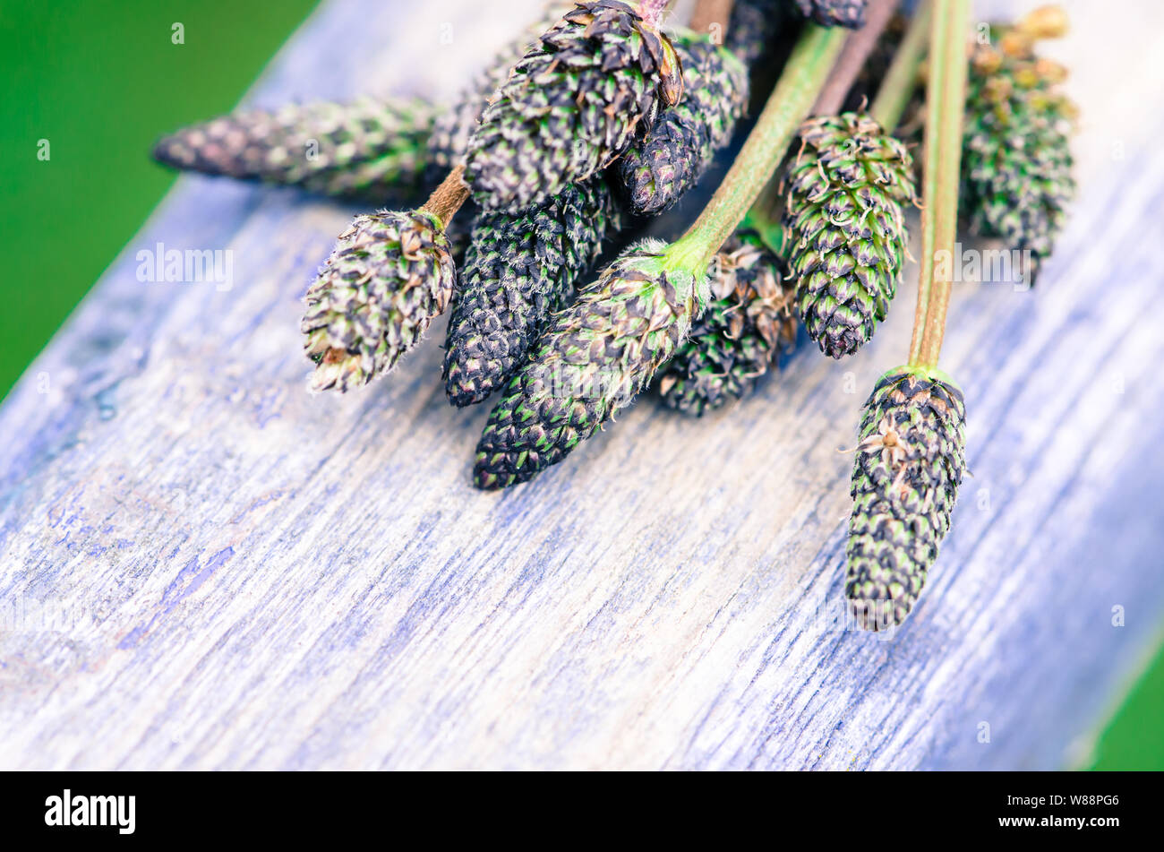 detail of plantain image background Stock Photo - Alamy