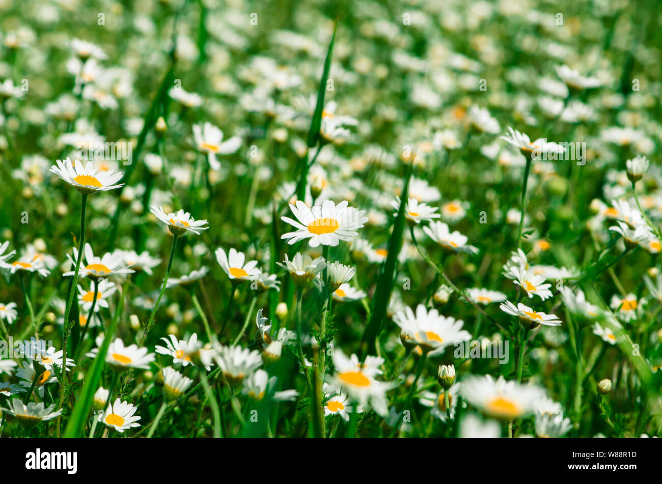 white daisy meadow background image Stock Photo - Alamy