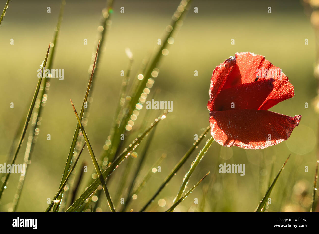 Red poppy flower with morning dew on a rural sunrise landscape Stock ...
