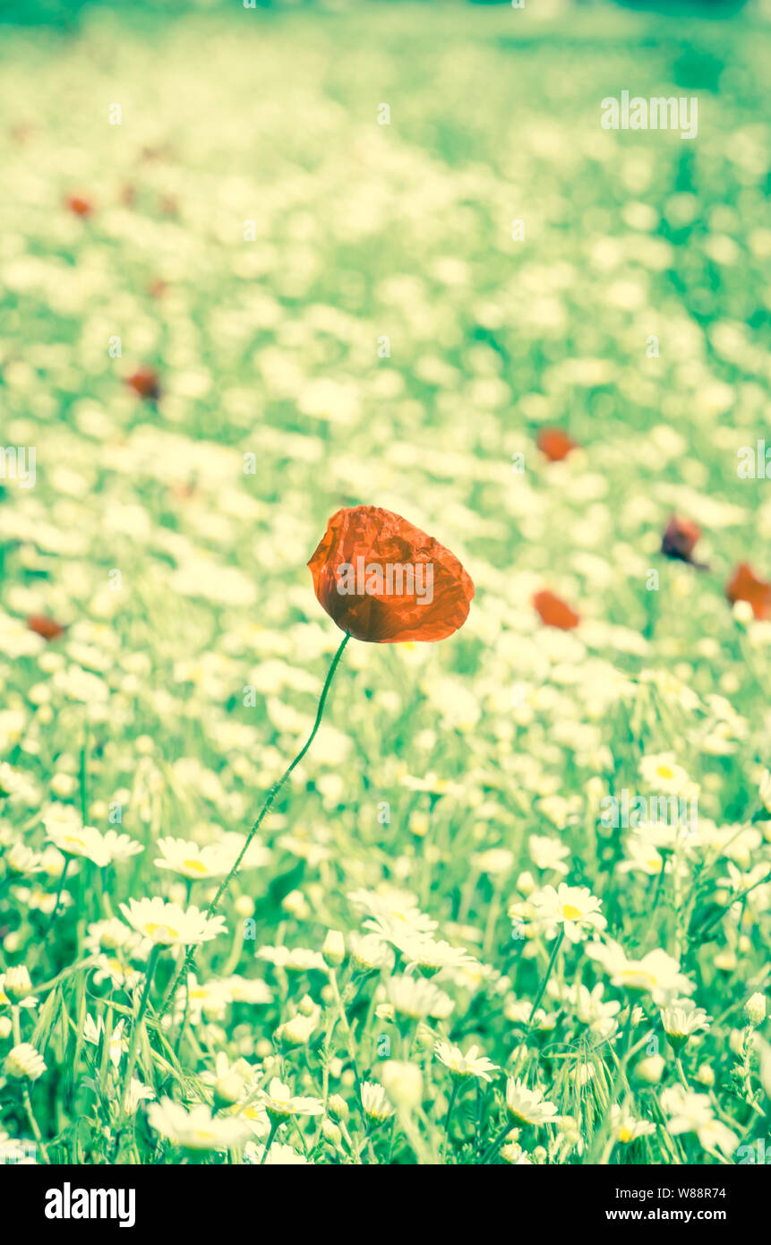 red corn poppy in floral meadow Stock Photo - Alamy