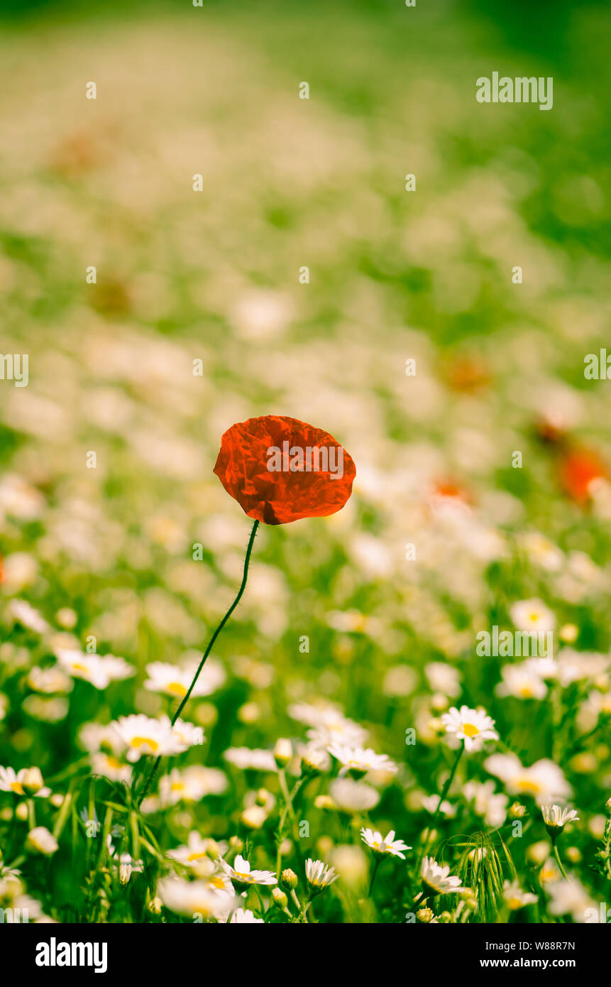 red corn poppy in floral meadow Stock Photo - Alamy