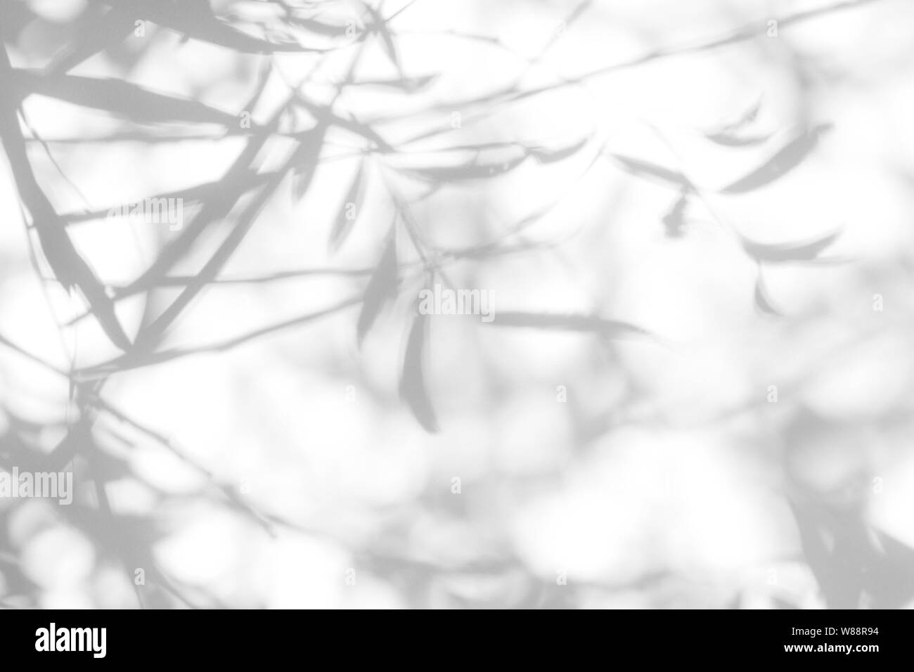 Gray shadow of the willow tree leaves on a white wall. Abstract neutral ...