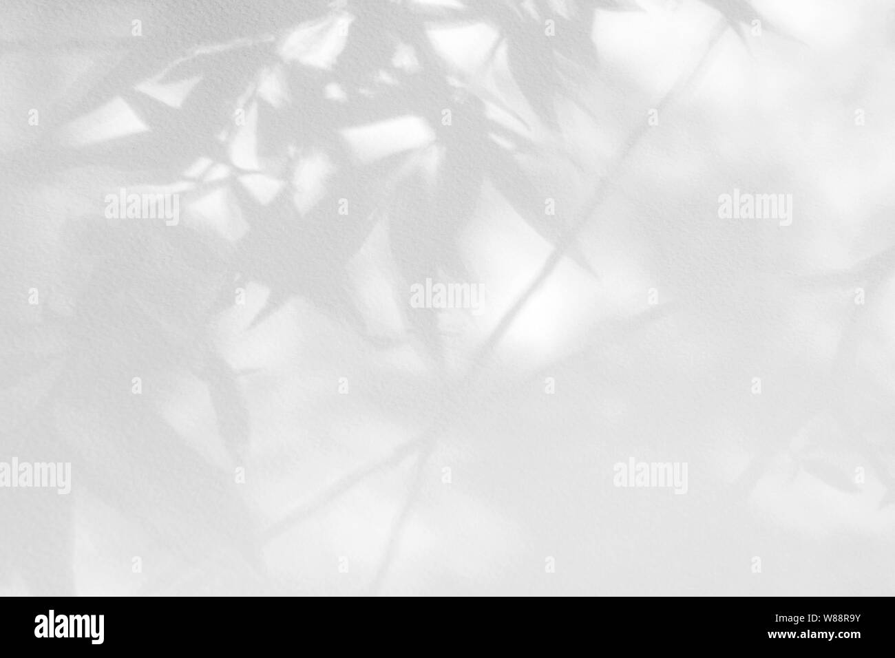 Gray shadow of the willow tree leaves on a white wall. Abstract neutral ...