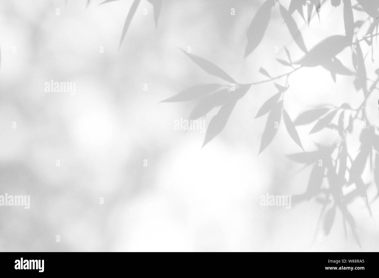 Gray shadow of the willow tree leaves on a white wall. Abstract neutral ...