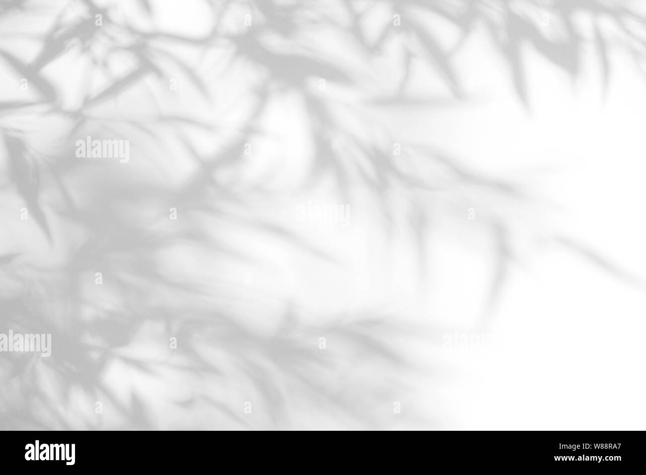 Gray shadow of the willow tree leaves on a white wall. Abstract neutral ...