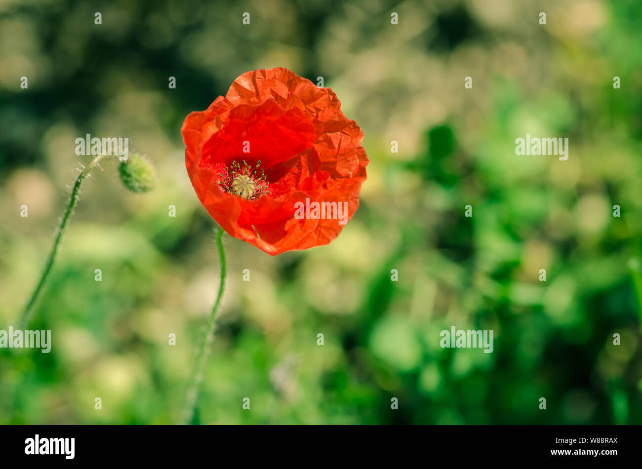 Poppy image hi-res stock photography and images - Alamy