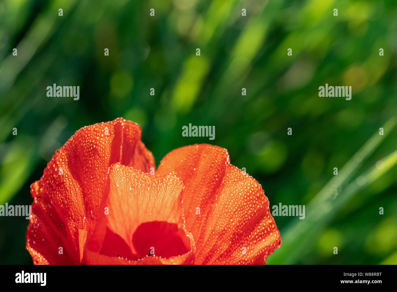 Red poppy flower with morning dew on a rural sunrise landscape Stock ...