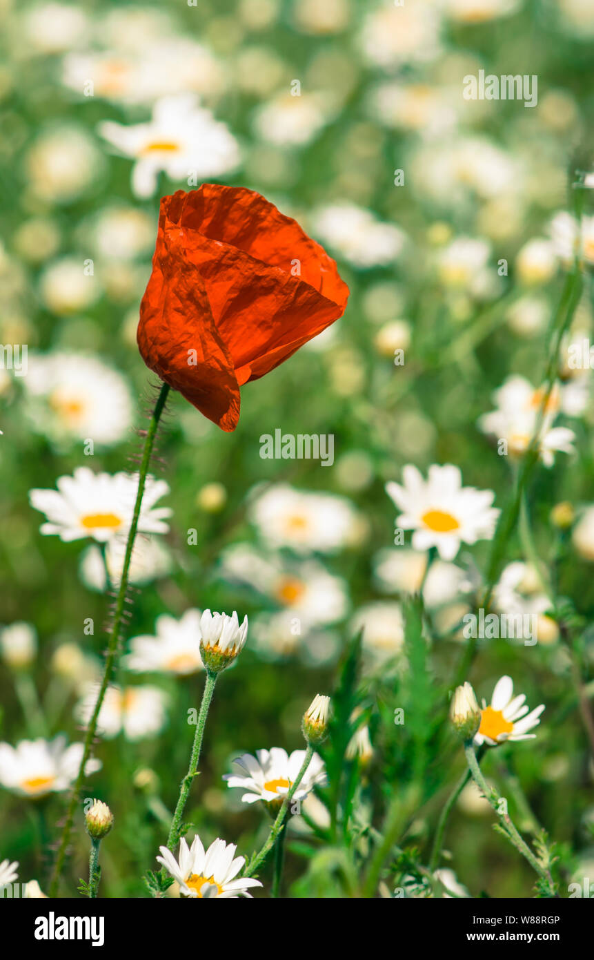Blue corn blower hi-res stock photography and images - Alamy