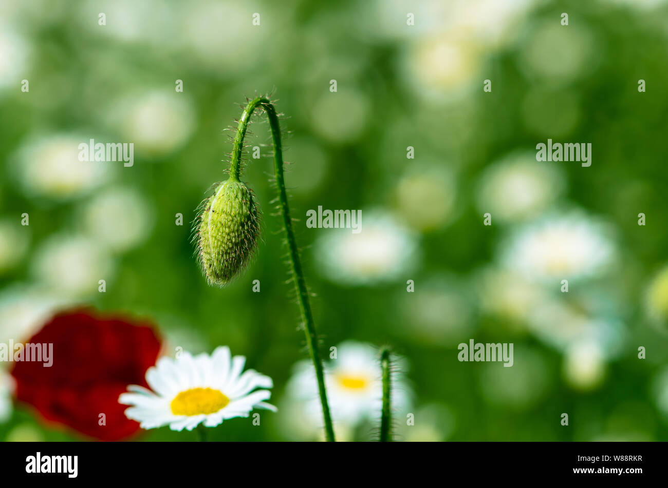 red corn poppy bud on floral daisy meadow Stock Photo - Alamy