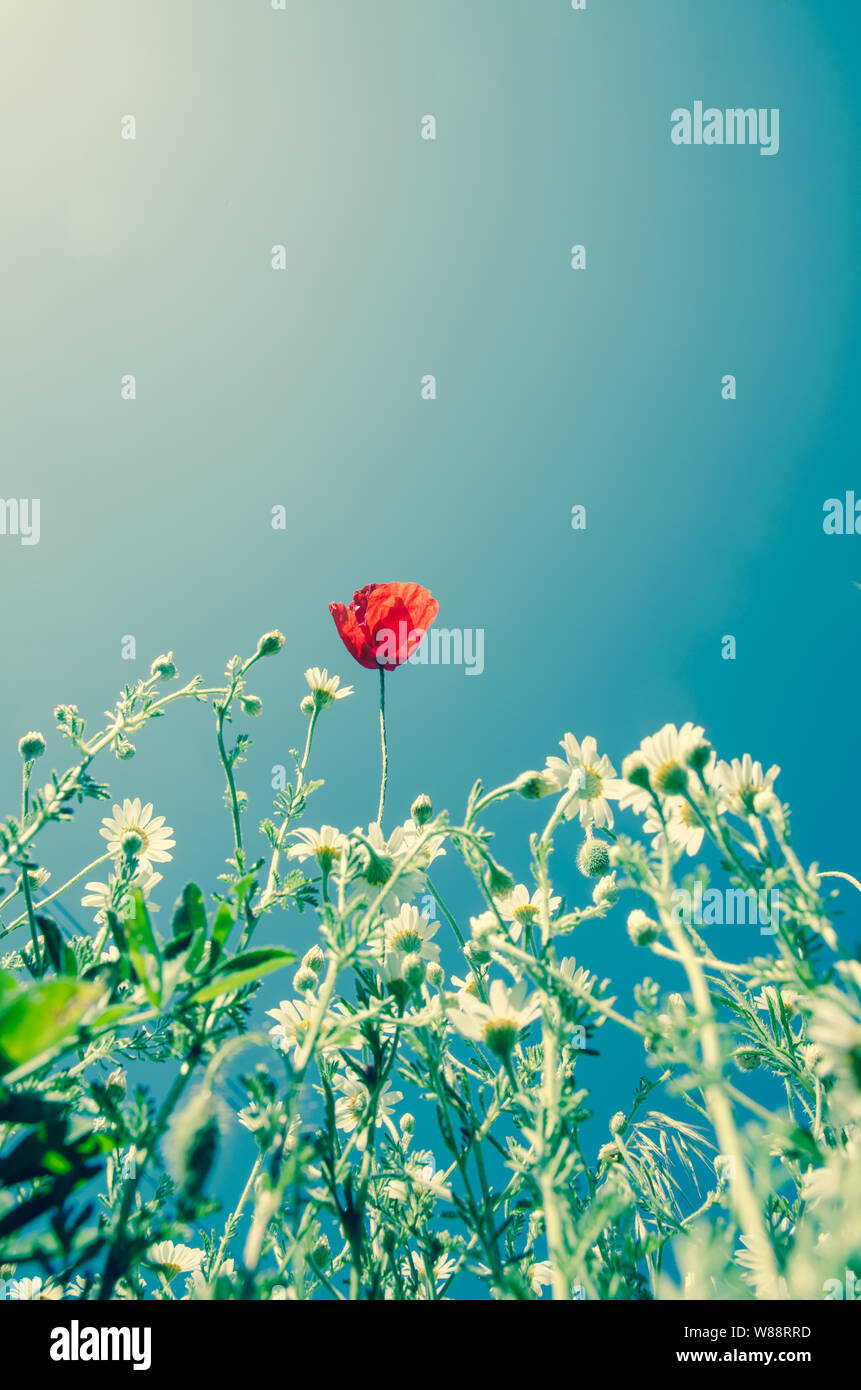 Poppy image hi-res stock photography and images - Alamy