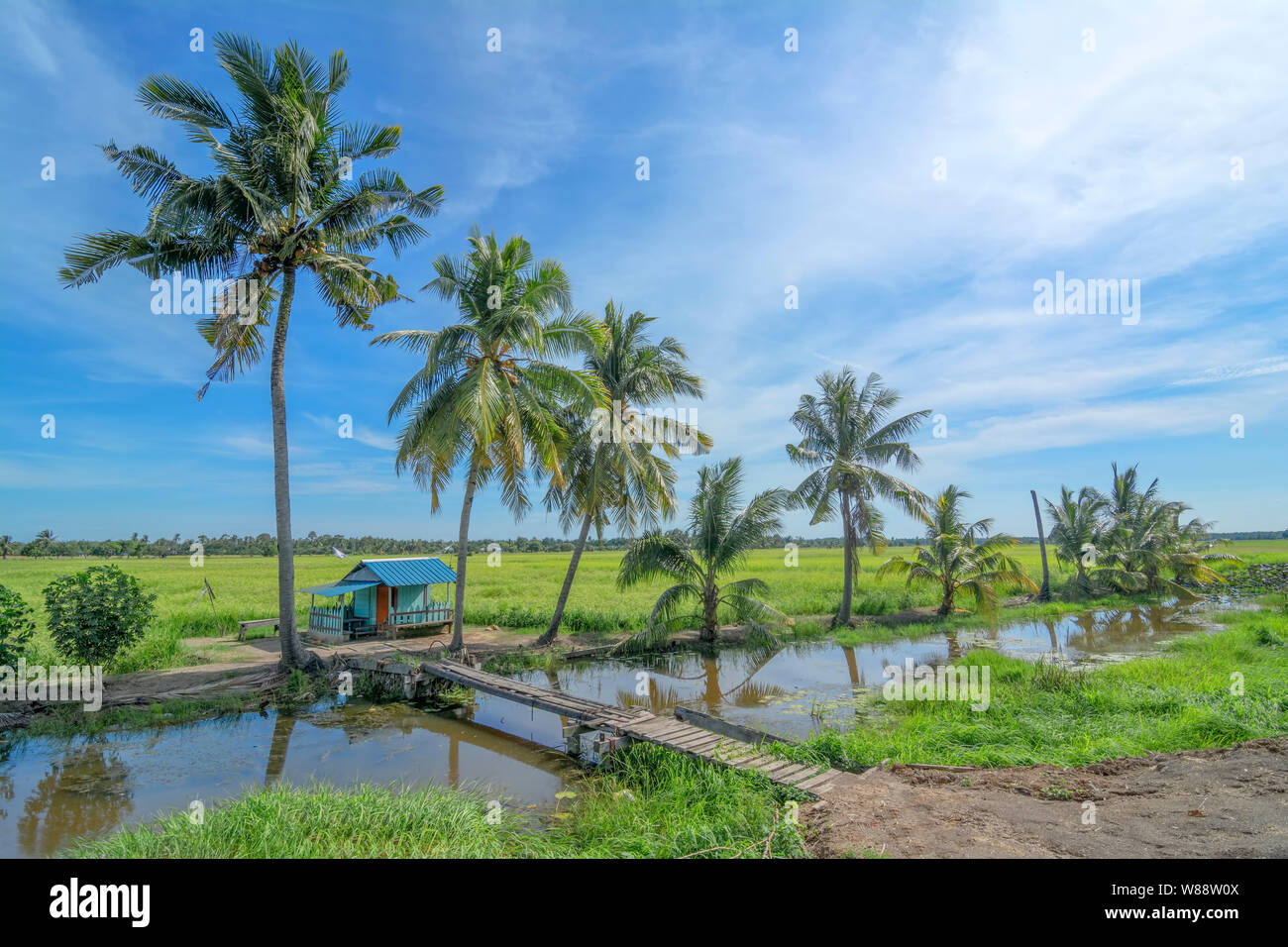 Paddy farm and coconut trees Stock Photo - Alamy