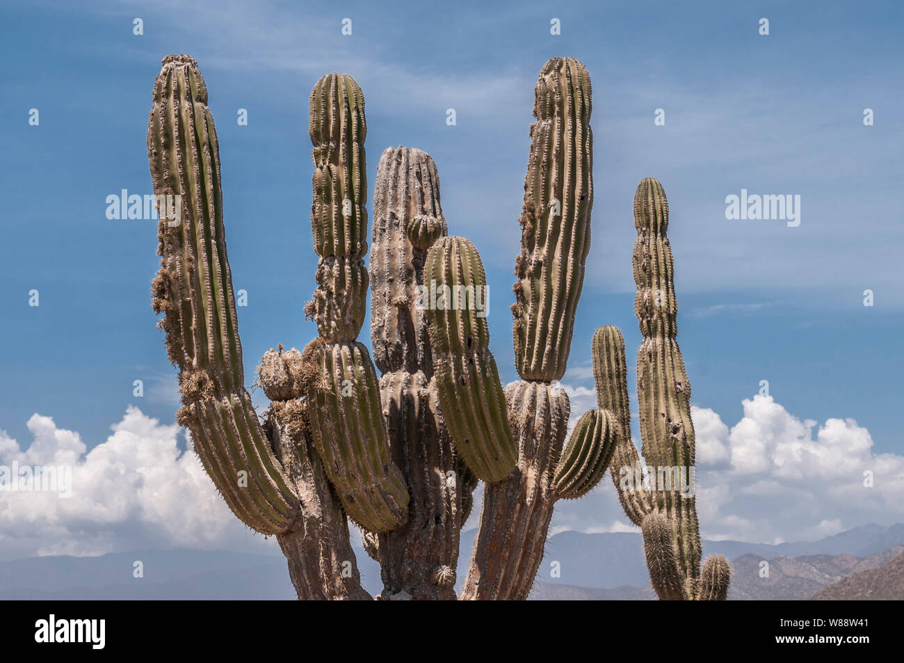 Cactus in cabo san lucas hi-res stock photography and images - Alamy