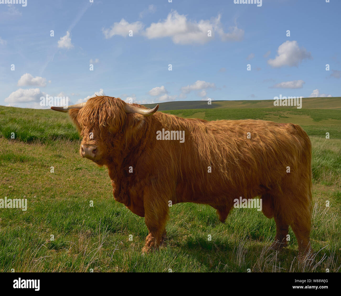 Hairy bull hi-res stock photography and images - Alamy