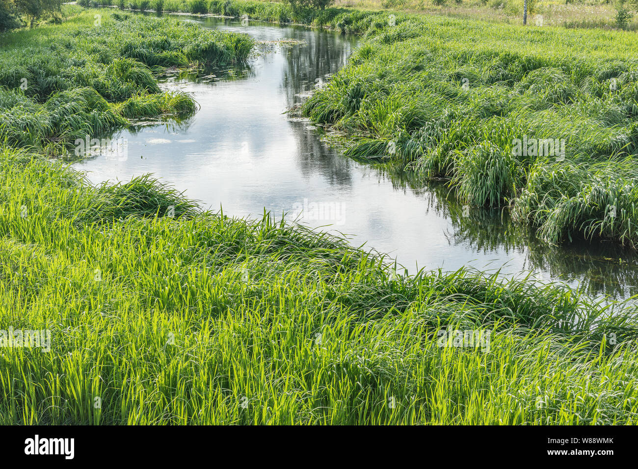 Reeds by the narrow river at day time Stock Photo - Alamy