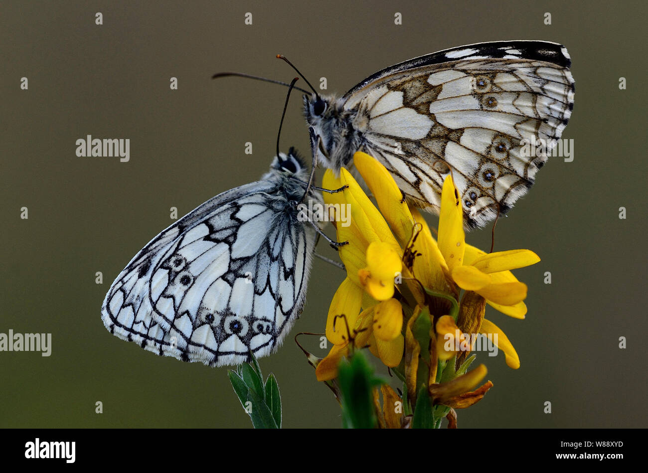 Intricate marbled detail hi-res stock photography and images - Alamy