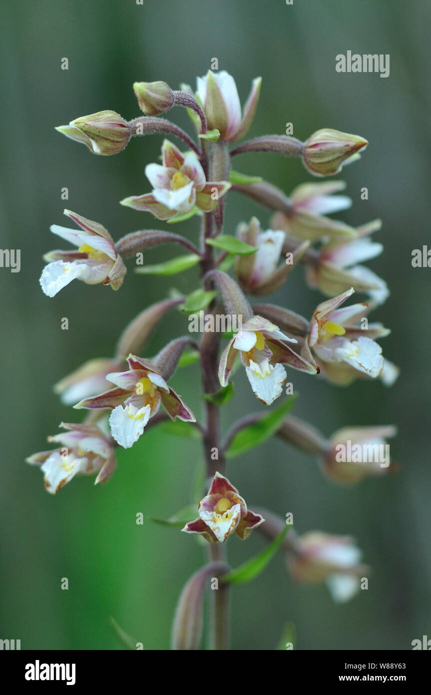 Marsh helleborines hi-res stock photography and images - Alamy