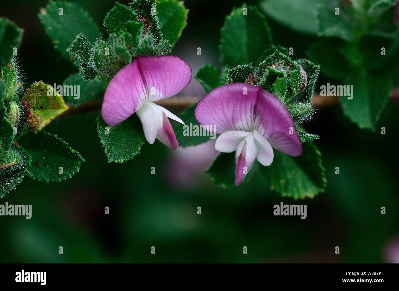 Rest-harrow flowers in bloom Stock Photo - Alamy