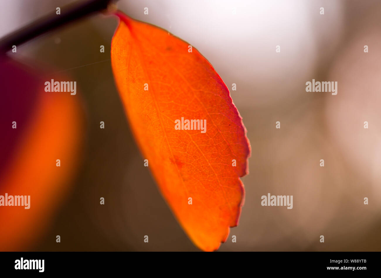 Bright autumn leaf. Autumn leaf lit by the evening sun. The texture of ...