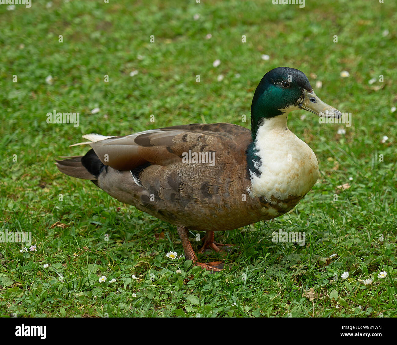 Puddle duck hi-res stock photography and images - Alamy