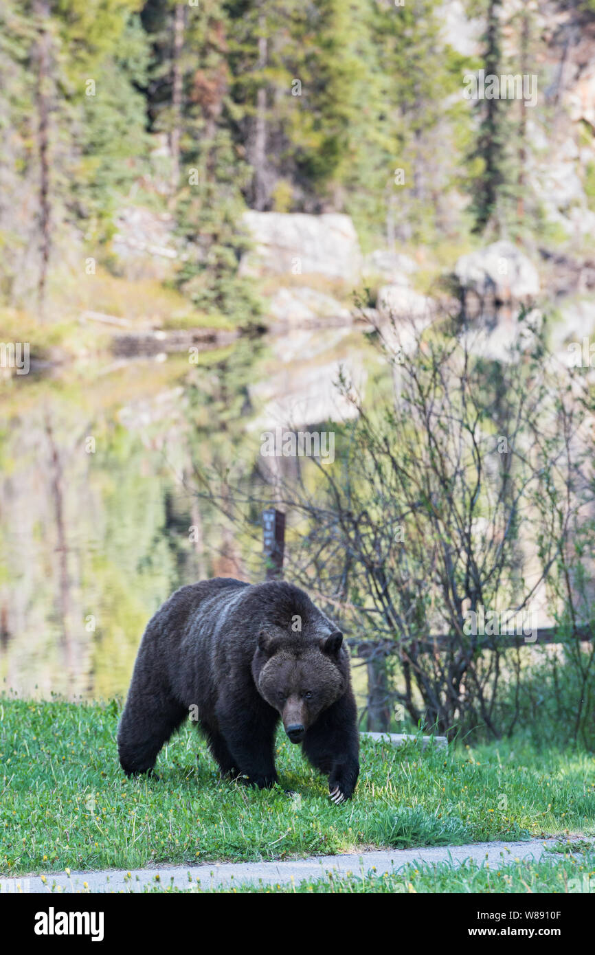 Grizzly bear in the wild Stock Photo - Alamy