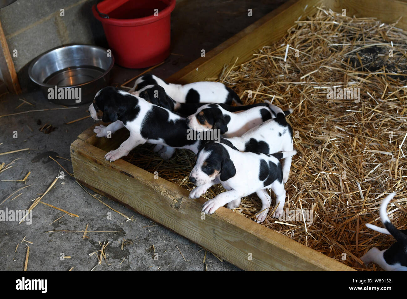 UNITED STATES - May 30, 2019: Five week old puppies wait for feeding in ...