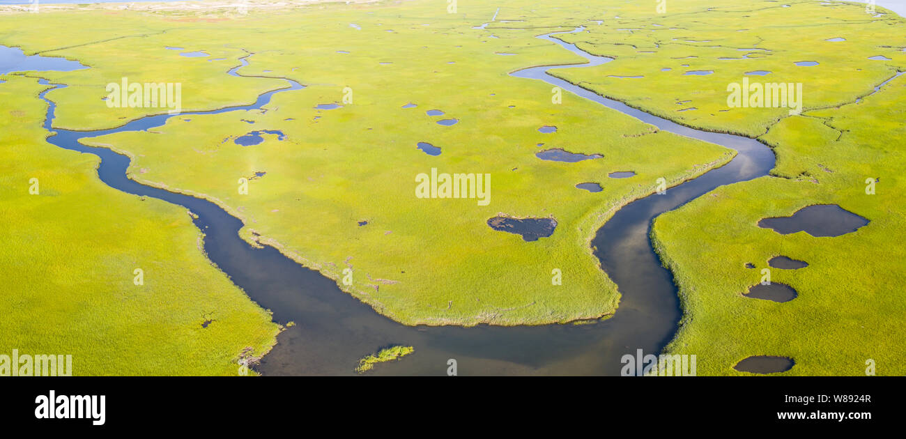 A healthy salt marsh grows in Pleasant Bay on Cape Cod, Massachusetts ...