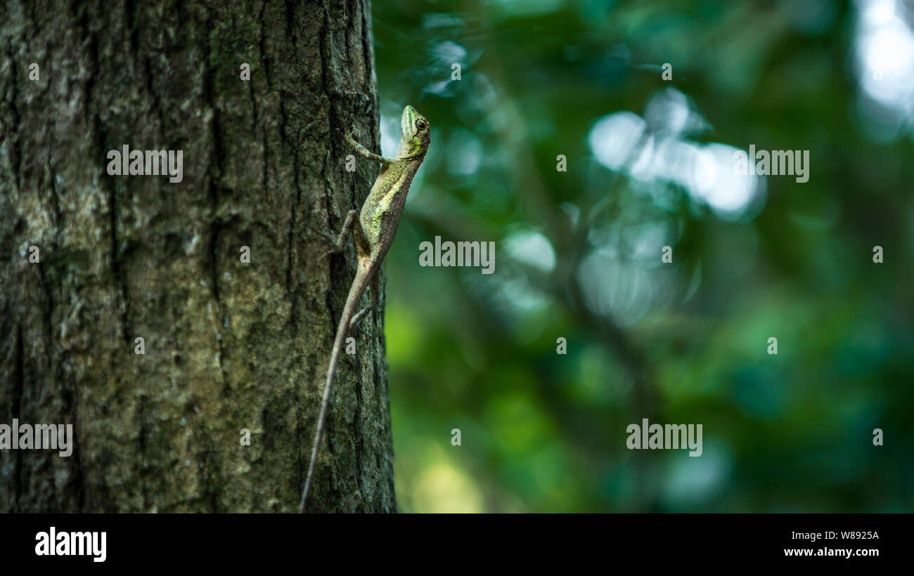 Fauna of taiwan hi-res stock photography and images - Alamy