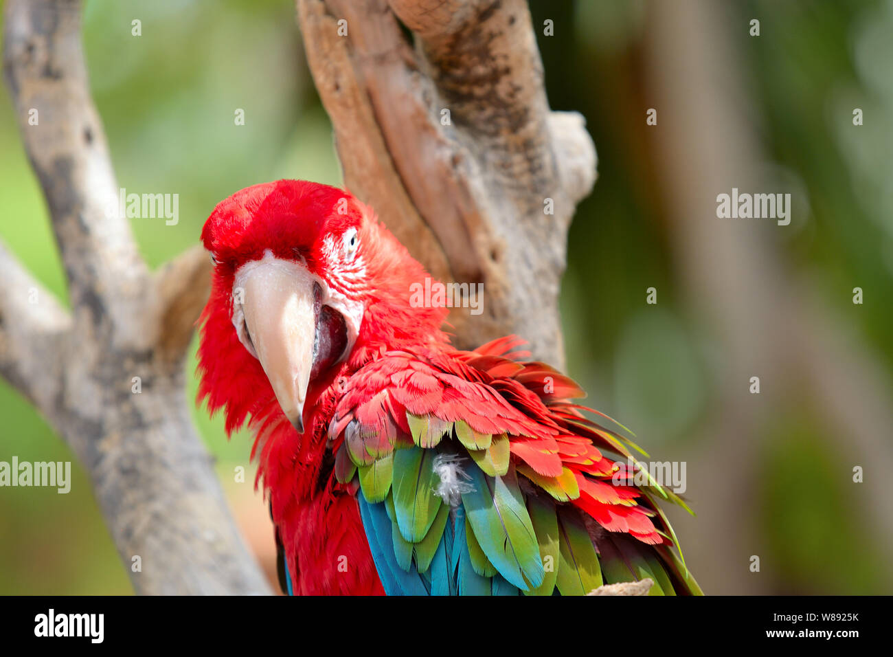 Red ara parrot, colorful macaw - birds sitting on the branch Stock ...