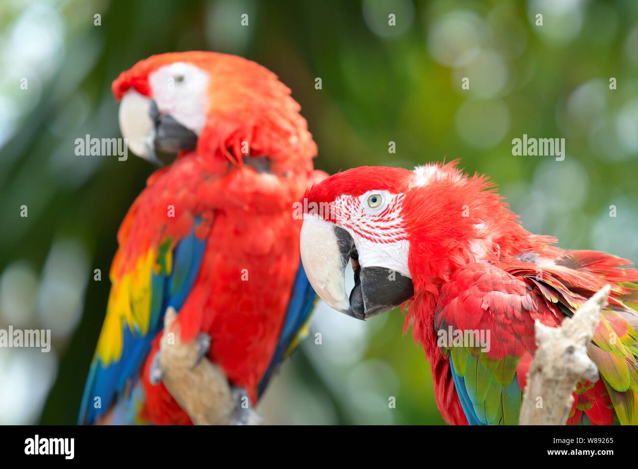Red ara parrot, colorful macaw - birds sitting on the branch Stock ...