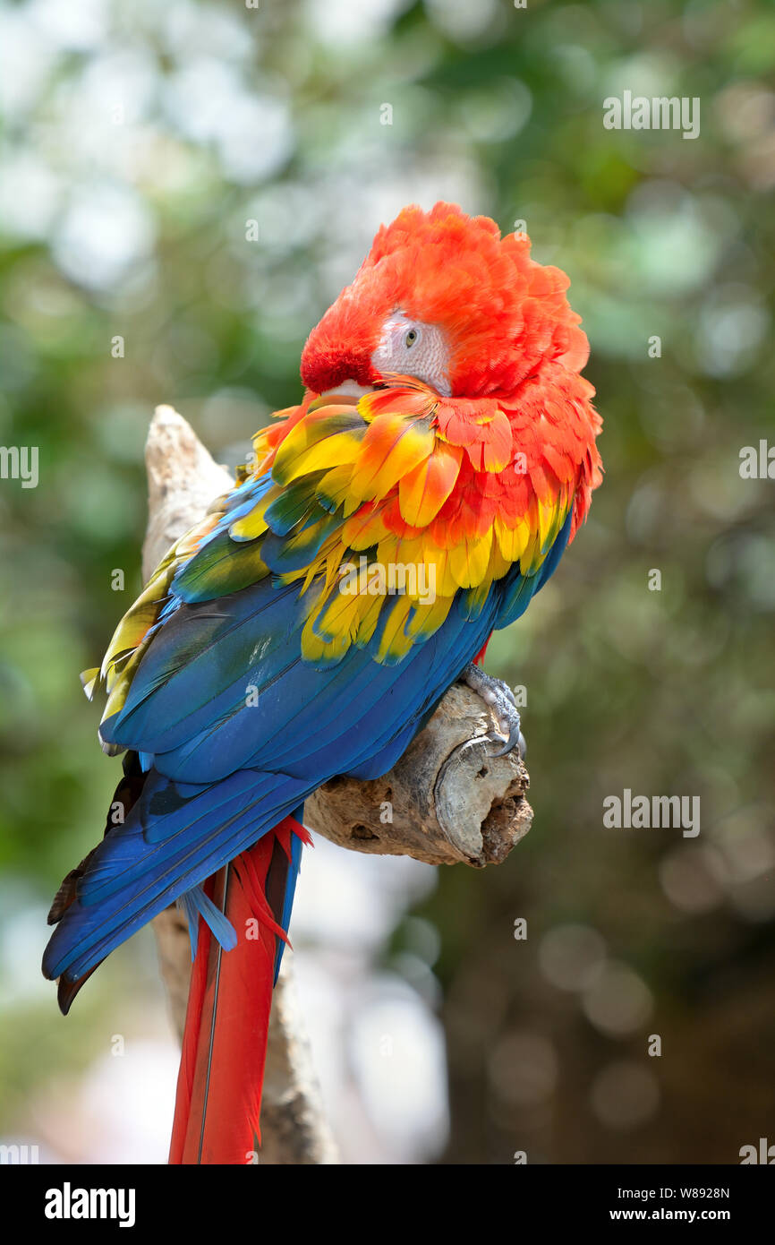 Red ara parrot, colorful macaw - birds sitting on the branch Stock ...