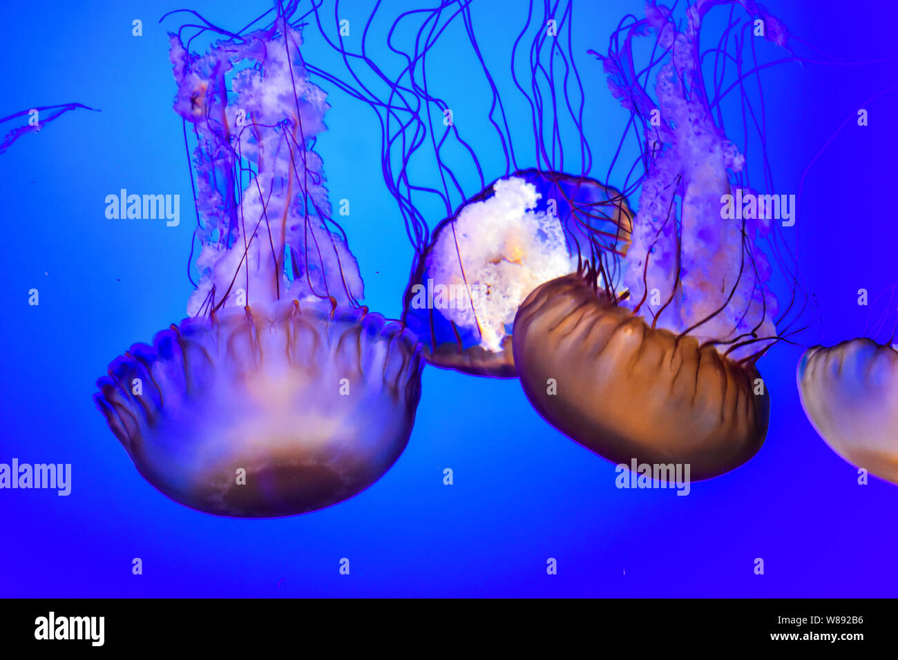 Sea Nettles - Sea Nettle is a genus, or category, of jellyfish Stock ...
