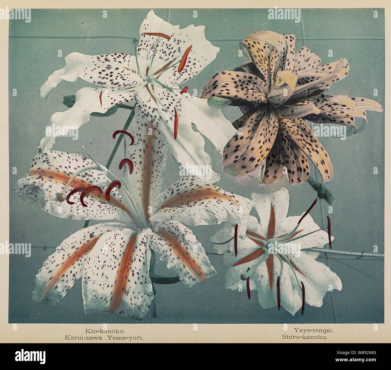 Hand tinted photo hi-res stock photography and images - Alamy