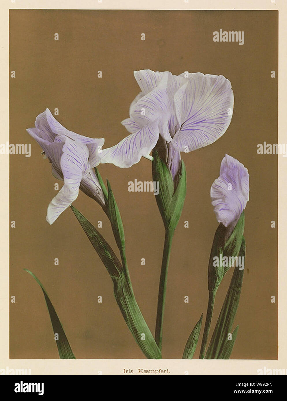 vintage hand tinted photo of a flower Stock Photo - Alamy