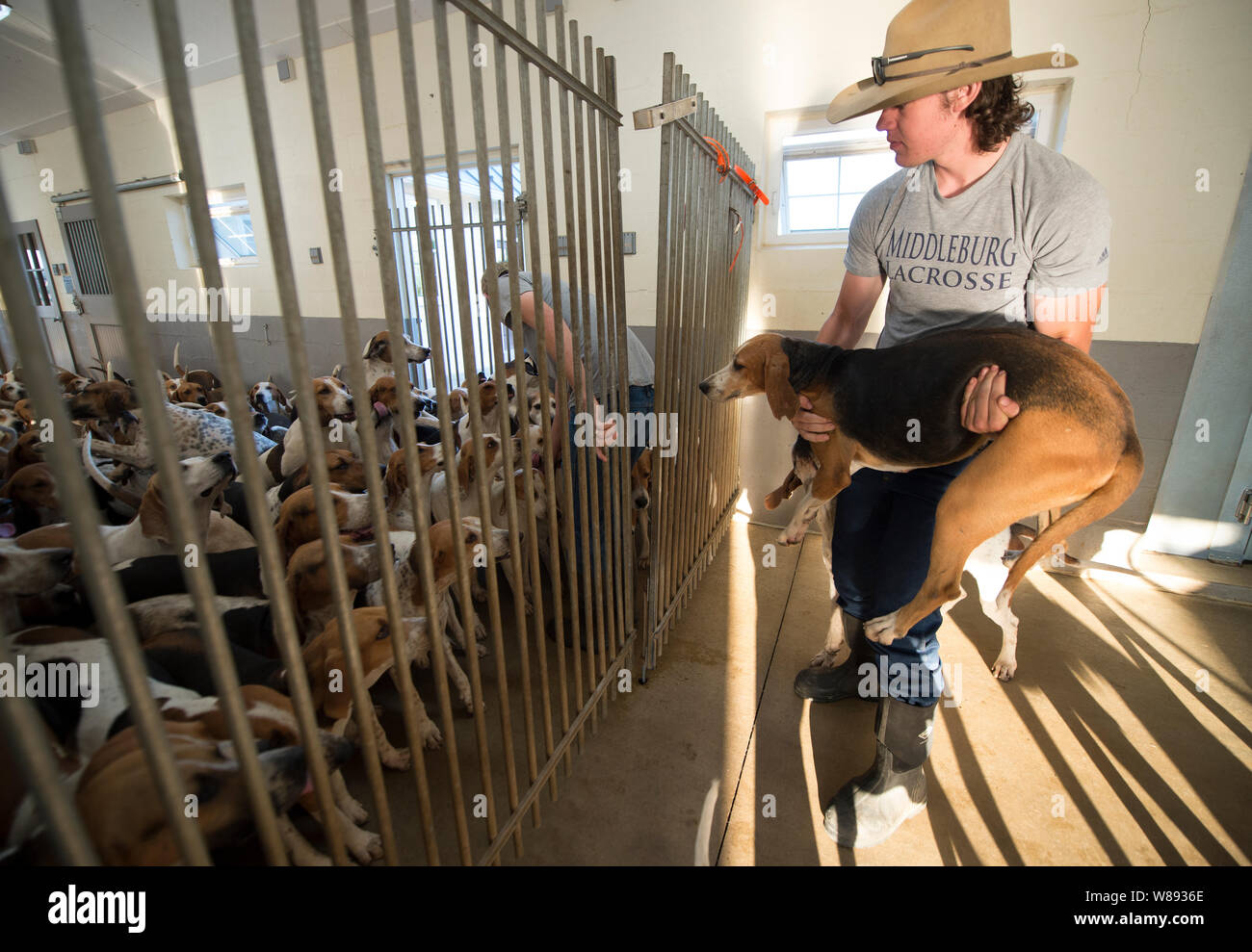 William cox blue mountains hi-res stock photography and images - Alamy