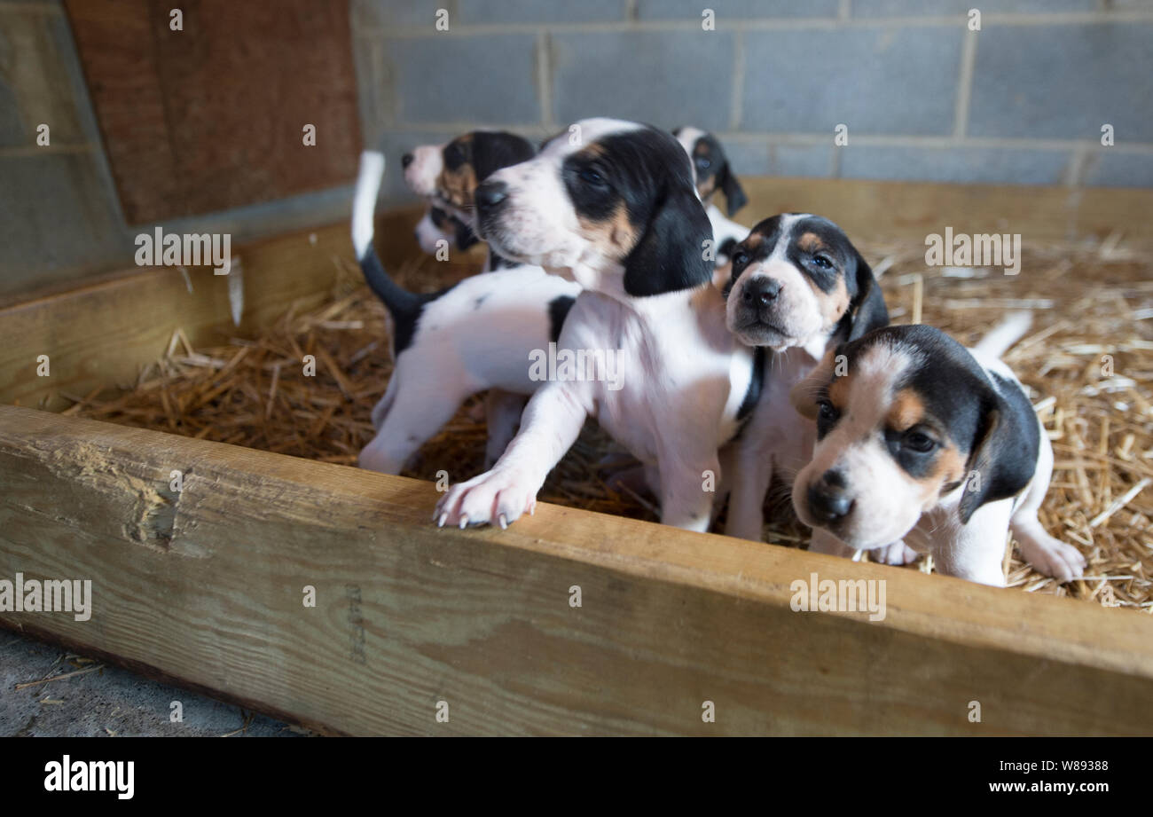UNITED STATES - May 30, 2019: Five week old puppies wait for feeding in ...