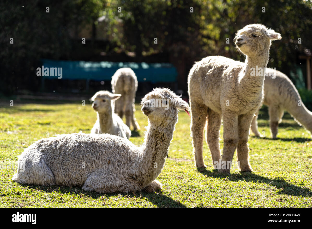 Llamas at Ollantaytambo Stock Photo - Alamy