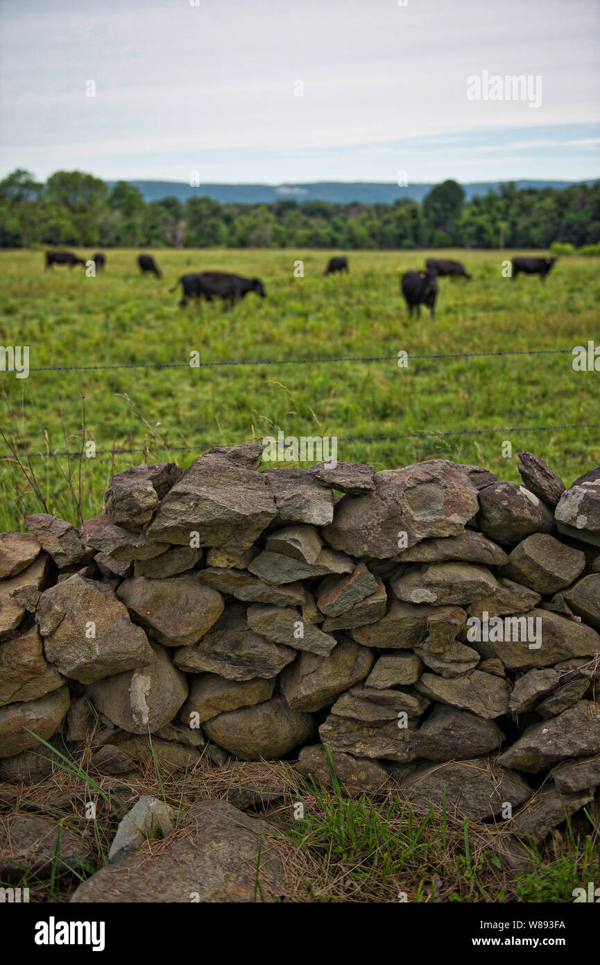UNITED STATES - June 12, 2019: Cattle graze in open pasture land near ...