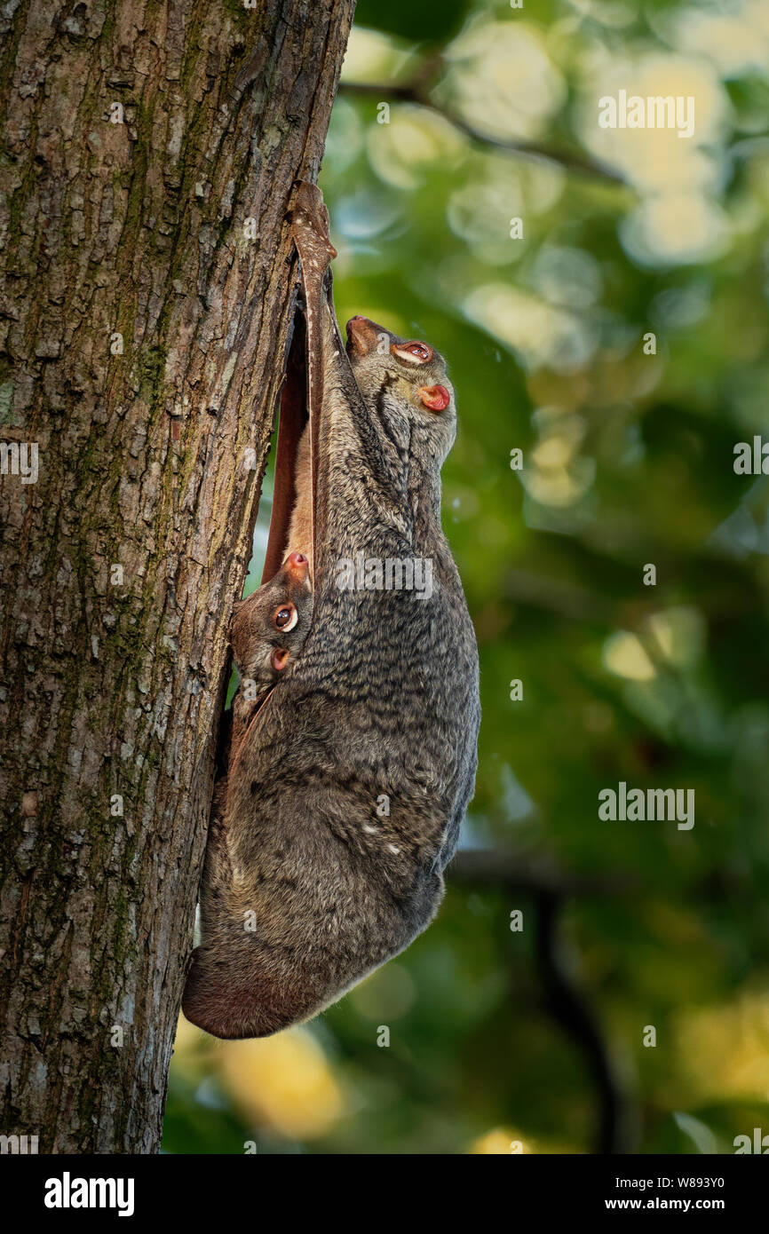 Colugo
