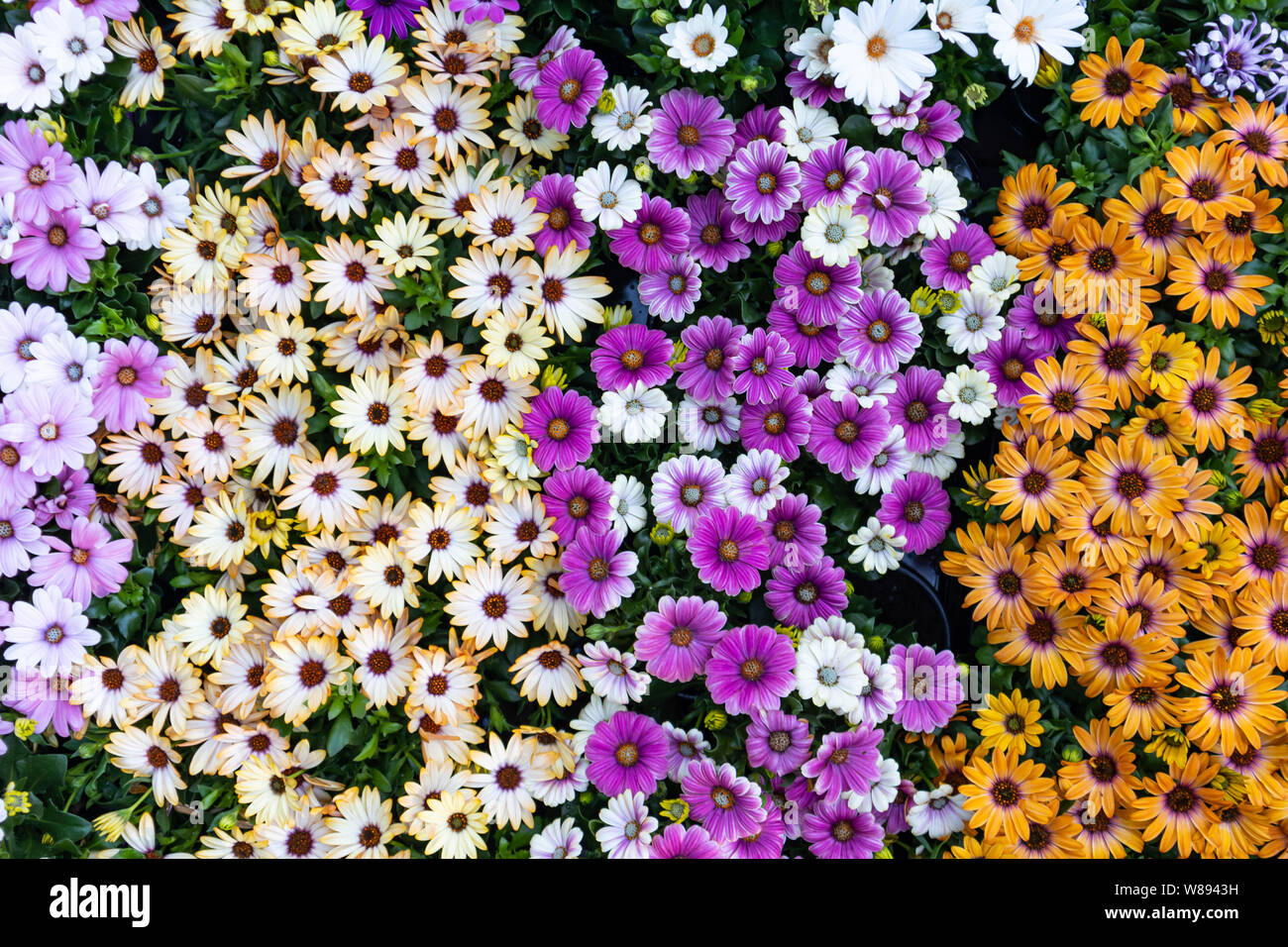 Daisies summer flowers background. Bright color blossoms for sale in an ...