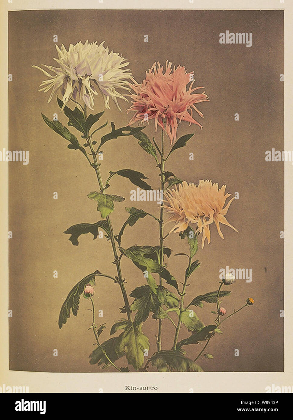 vintage hand tinted photo of a flower Stock Photo - Alamy