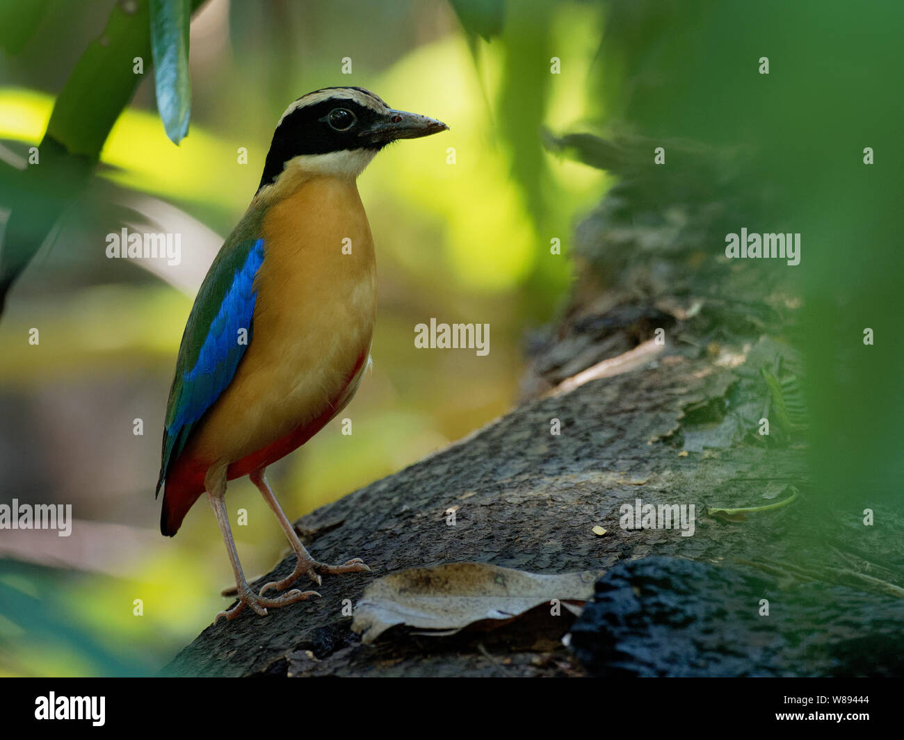 Blue-winged Pitta - Pitta moluccensis passerine bird in the family ...