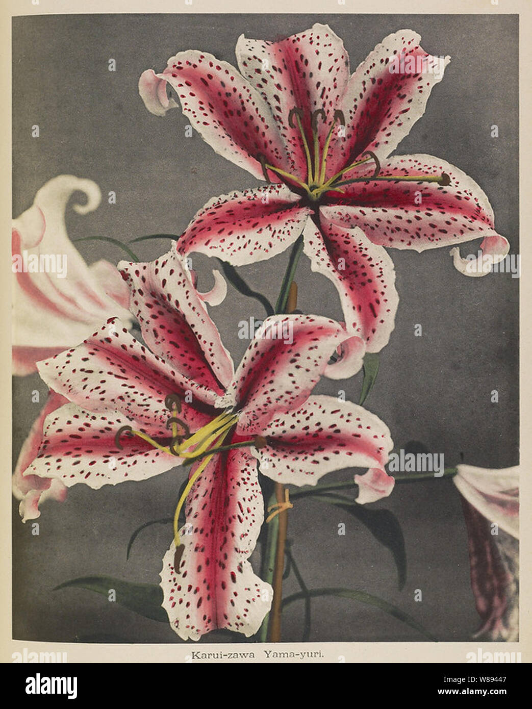 vintage hand tinted photo of a flower Stock Photo - Alamy