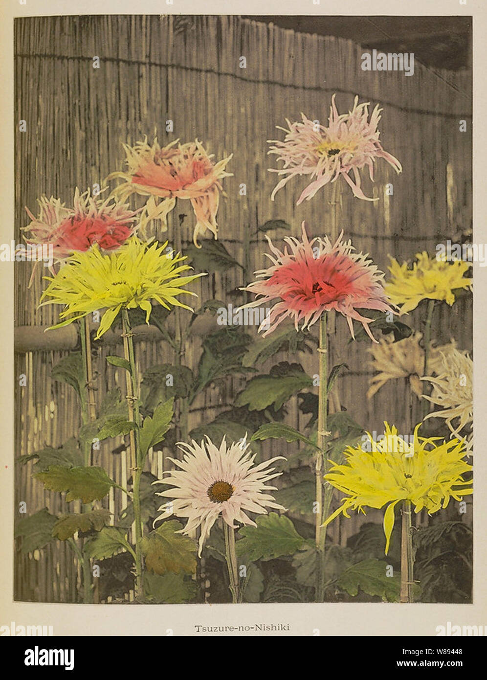 Hand tinted photo hi-res stock photography and images - Alamy