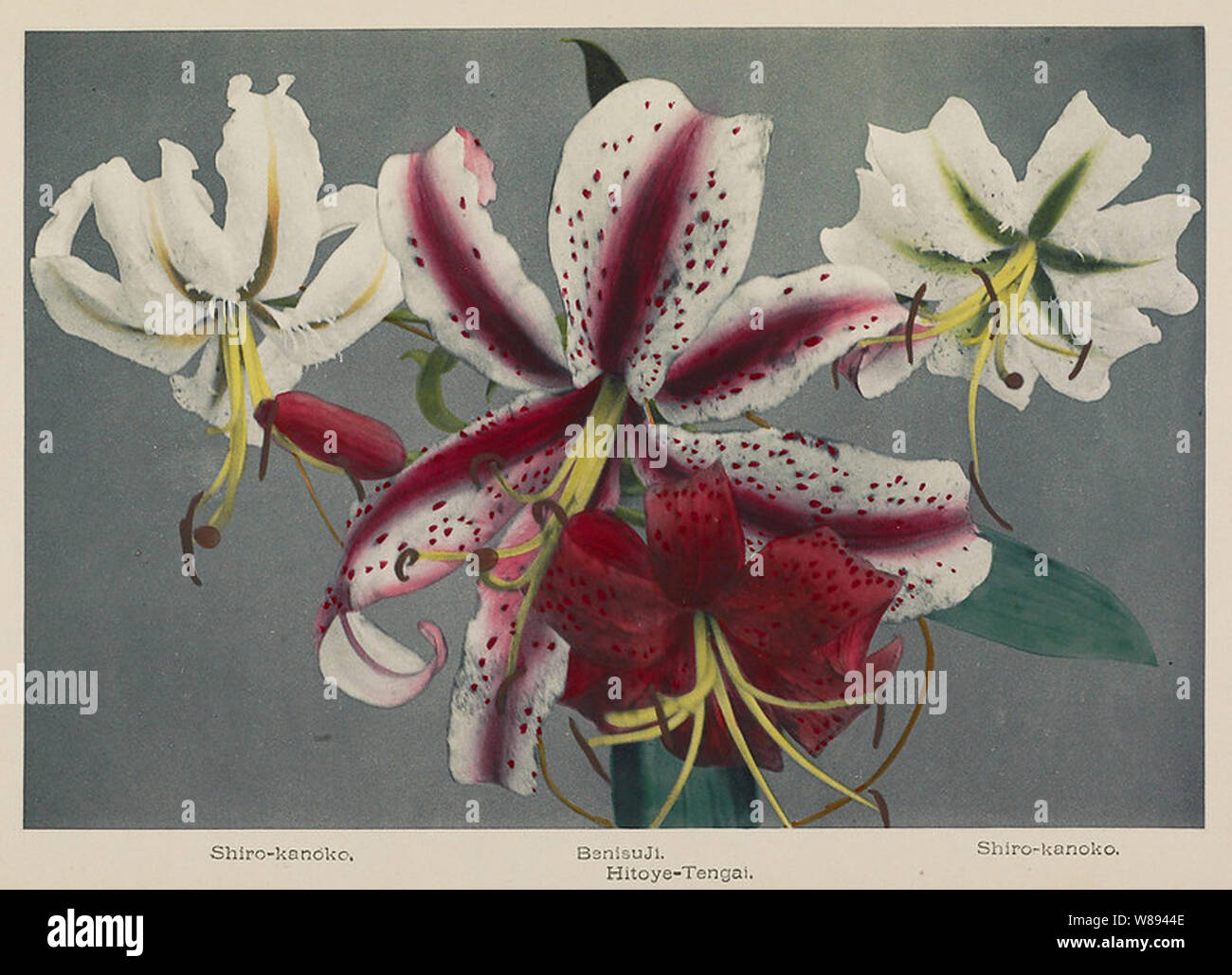 vintage hand tinted photo of a flower Stock Photo - Alamy