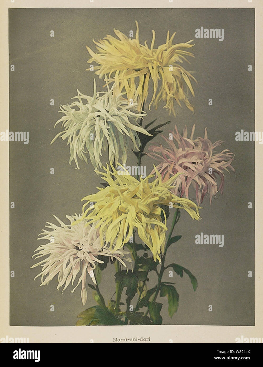vintage hand tinted photo of a flower Stock Photo - Alamy